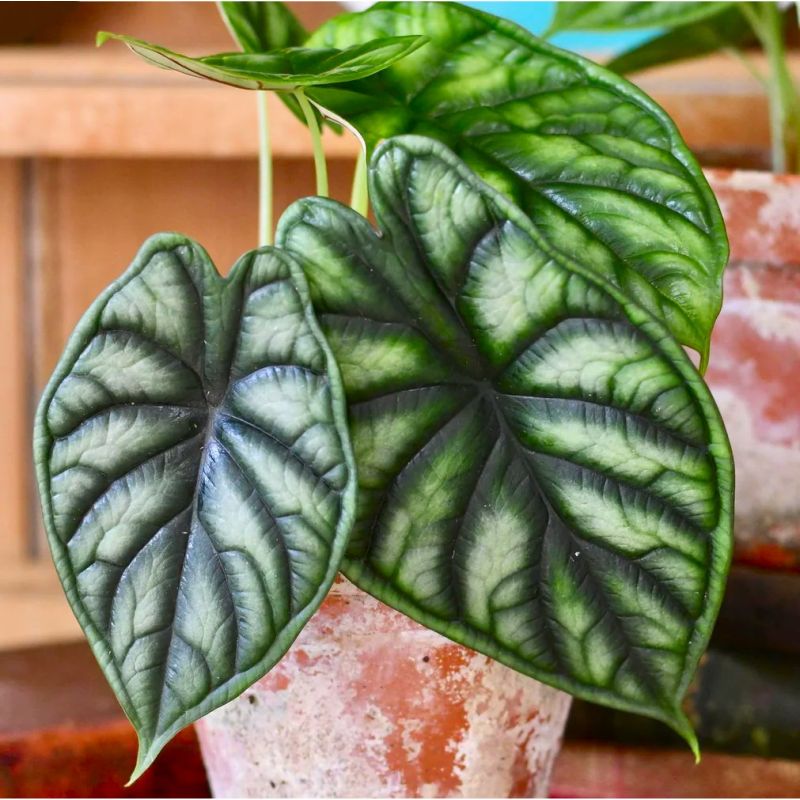 Alocasia Dragon Scale