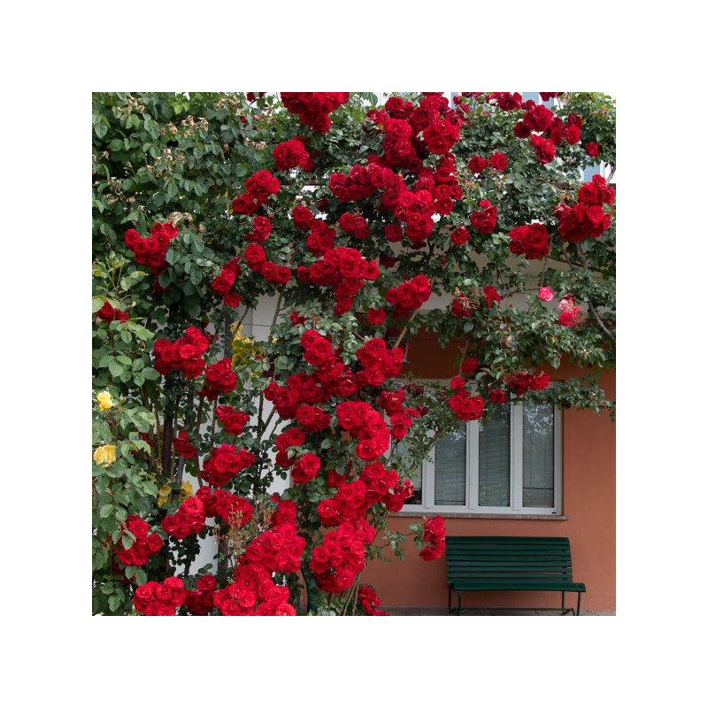 Large 6-7ft Climbing Rose Amadeus