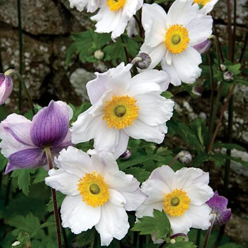Anemone hybrida Ruffled Swan - Wind flower or Japanese Anemone