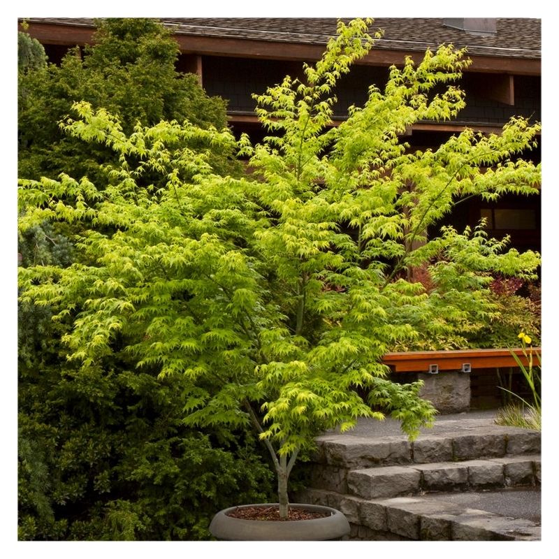 Acer palmatum Aoyagi - Japanese Maple
