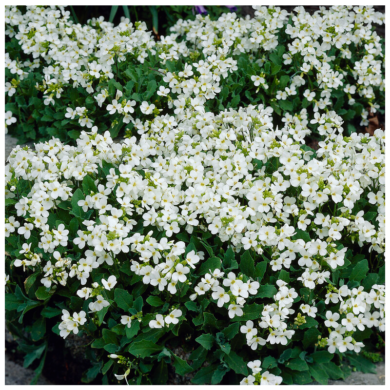 Arabis White