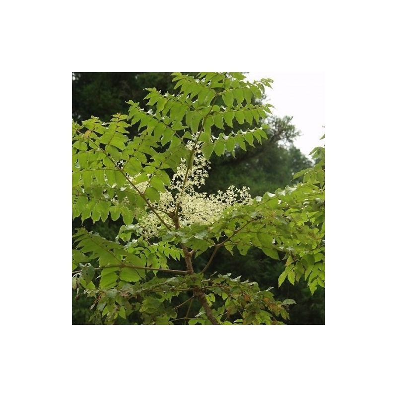 Aralia elata - Japanese Angelica Tree