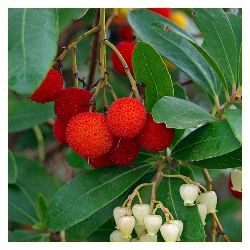 Arbutus unedo - Strawberry Tree - LARGE SPECIMEN