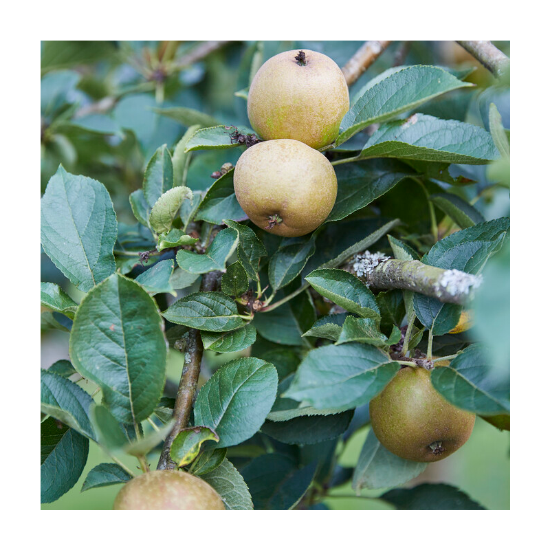 Apple Tree - Ashmead's Kernel Bush (MM106) - 150-170cm Tall