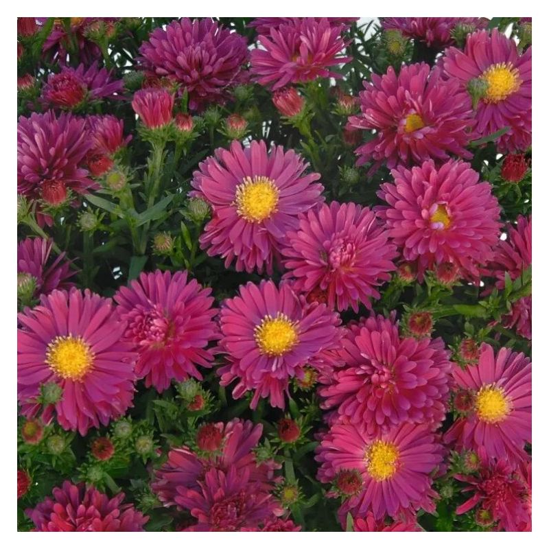 Aster Rubin