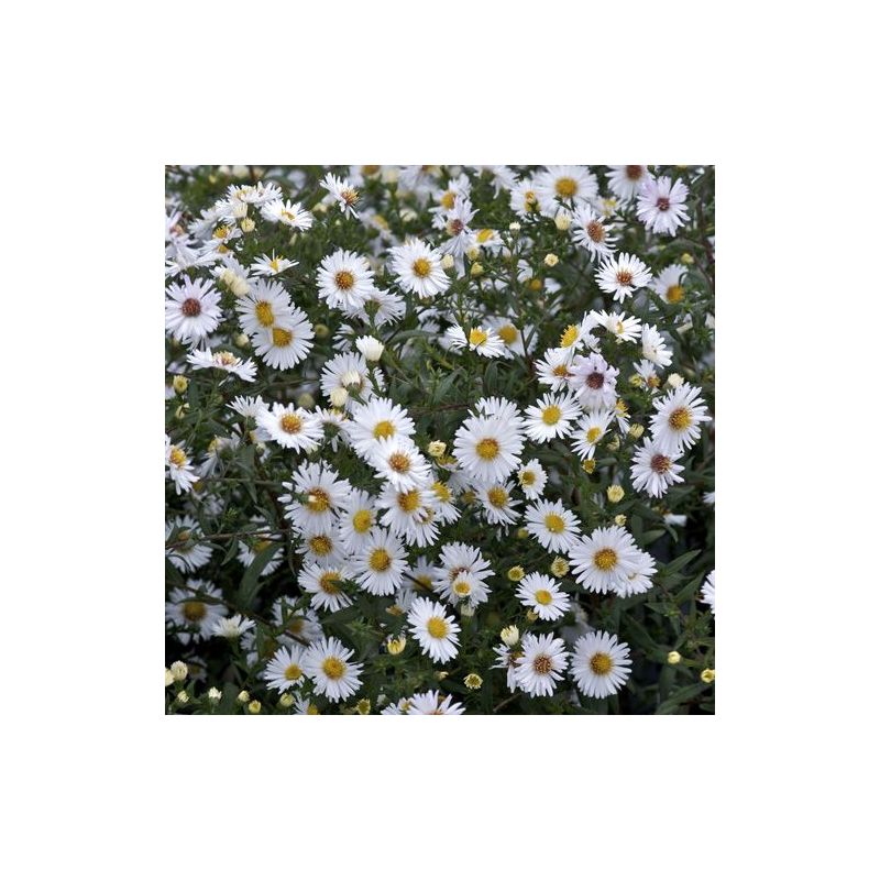 Aster Branco De Charneca Aster Alpha White Michaelmas Daisy In Bud