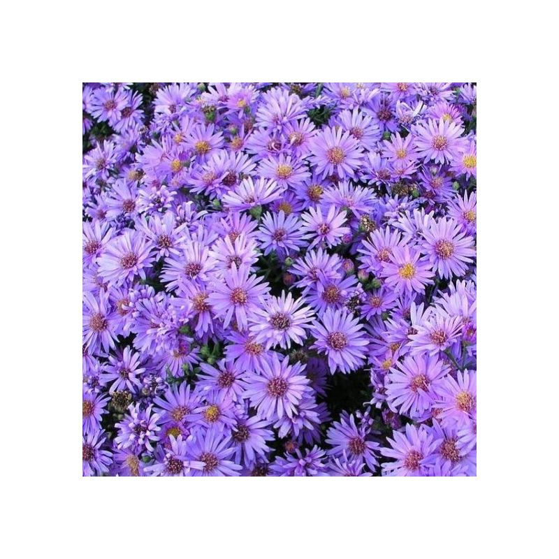 Aster novi-belgii Audrey