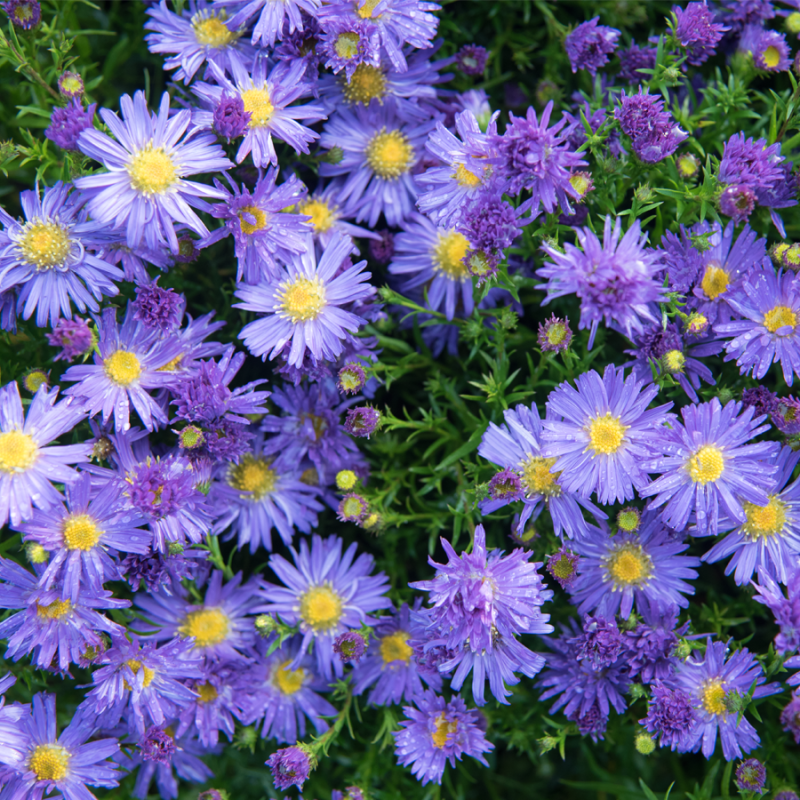 Aster Azurit