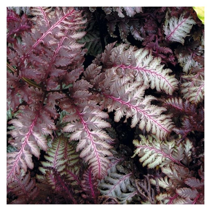 Athyrium niponicum Red Beauty - Japanese Painted Fern