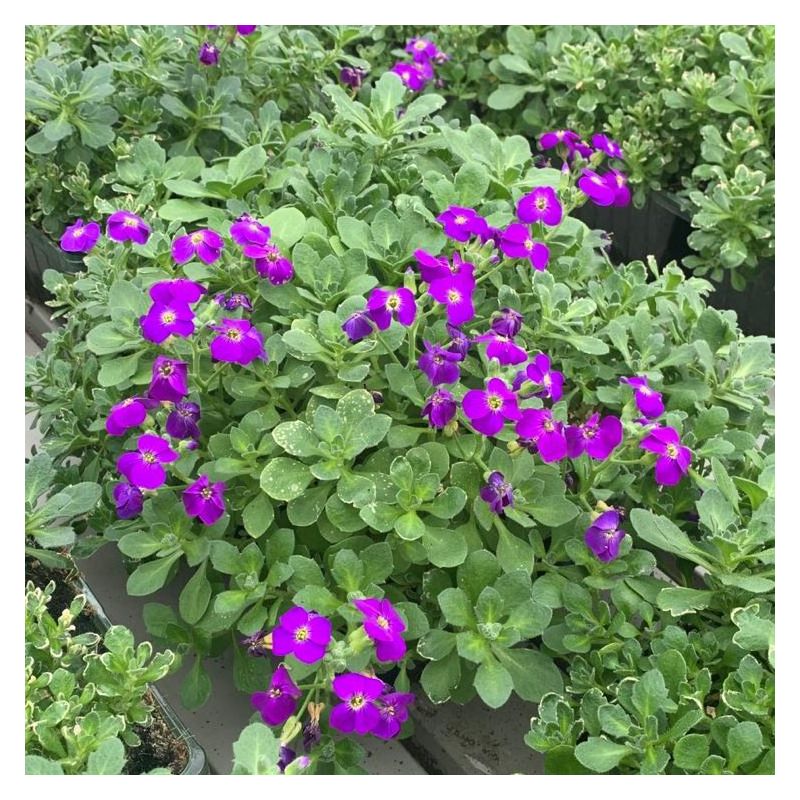 Aubretia gracilis
