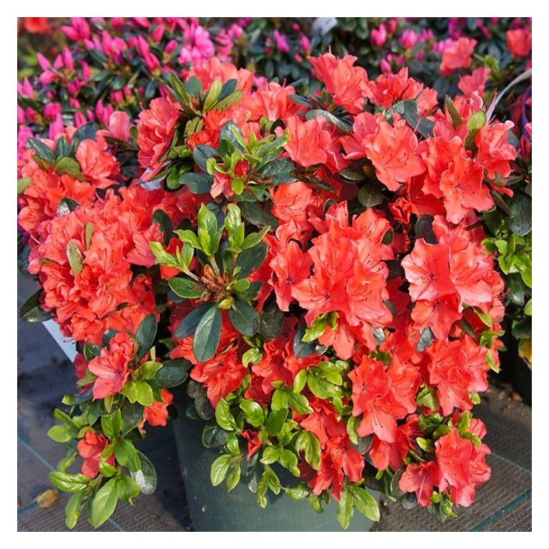 Azalea japonica 'Orange Beauty' - Evergreen Orange-Red Azaleas