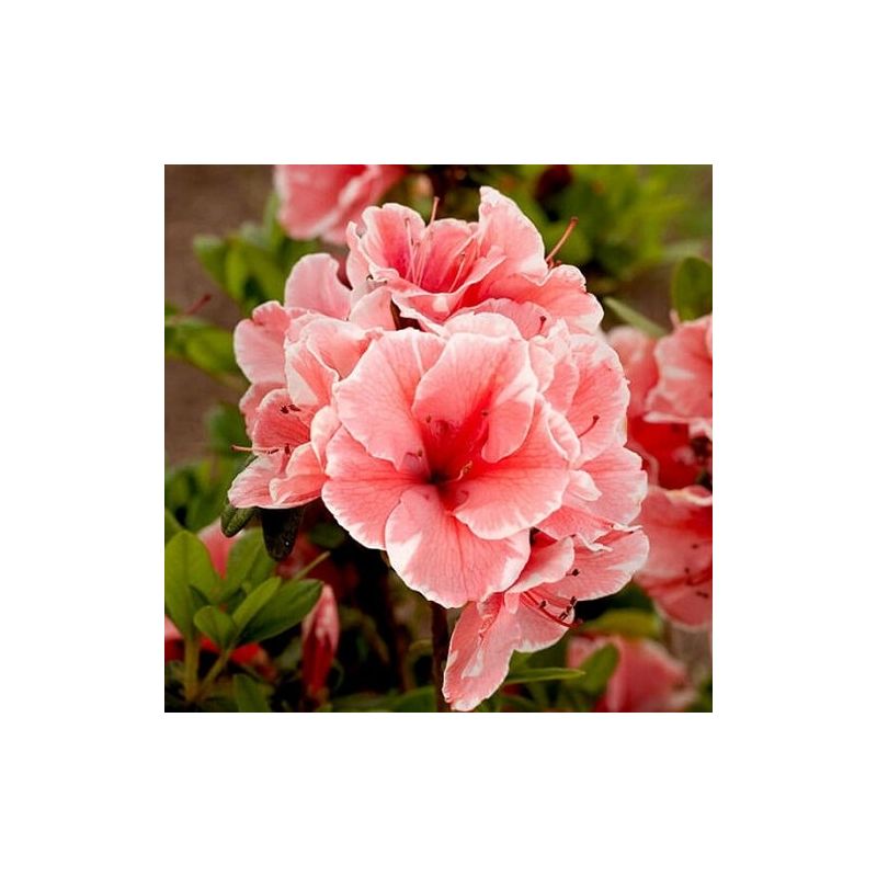 Azalea Rhododendron Encore 'Sunburst'