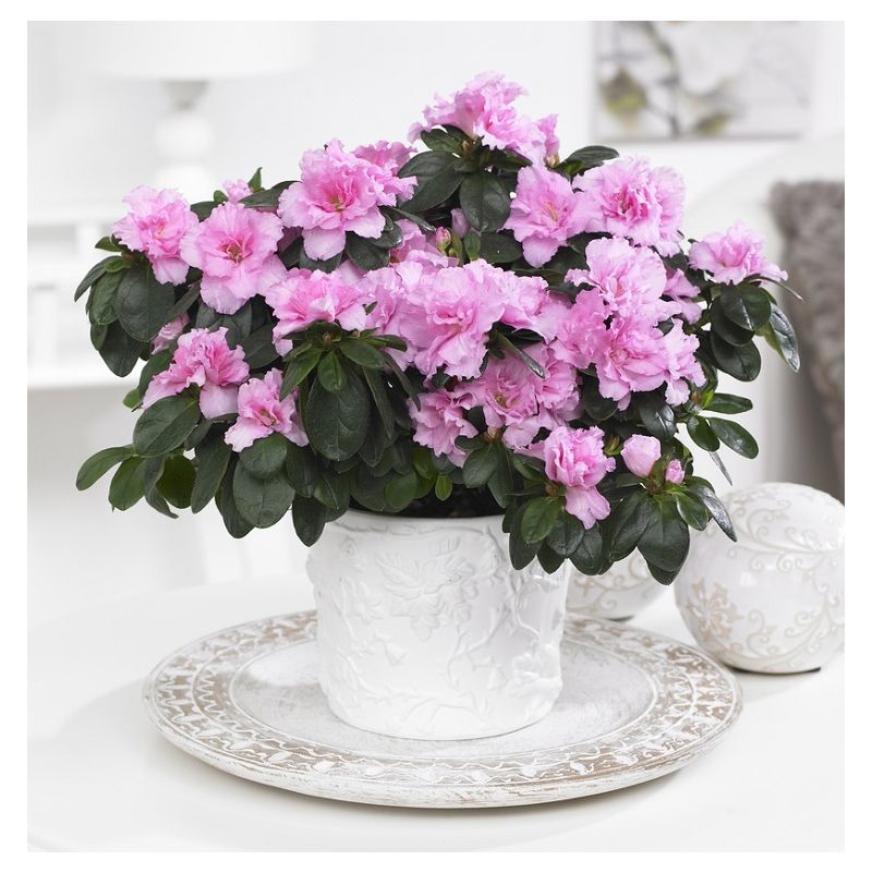 Beautiful Pink Azalea bursting in to Bloom