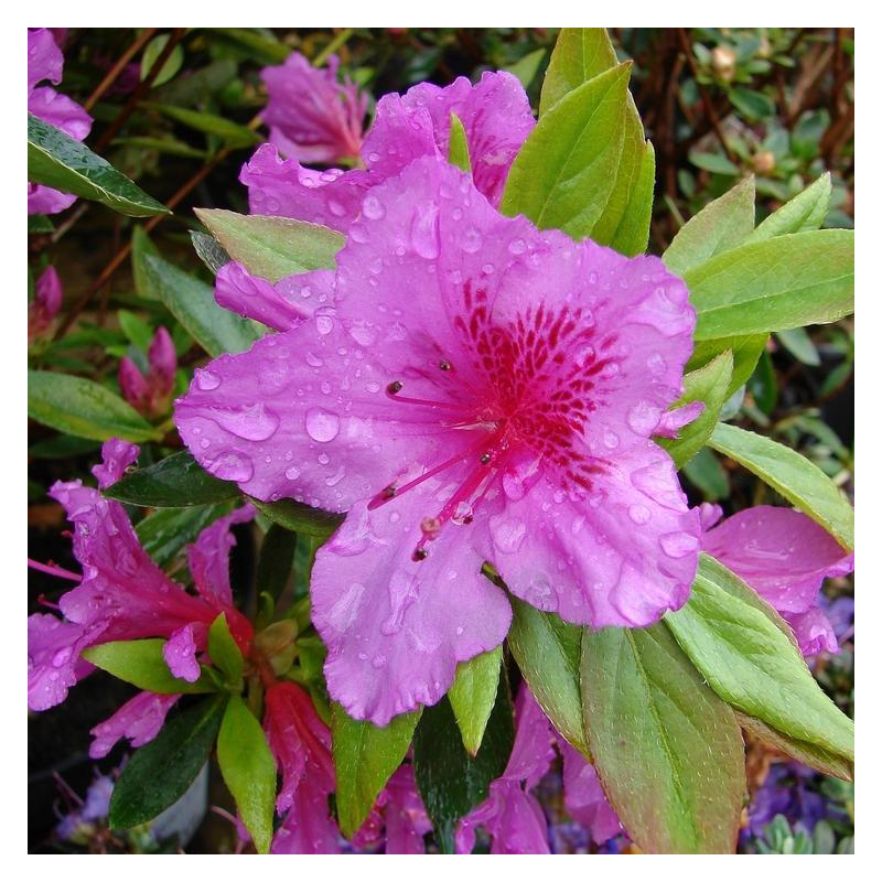 Azalea Japonica Herbert - Dwarf Japanese Rhododendron-Evergreen