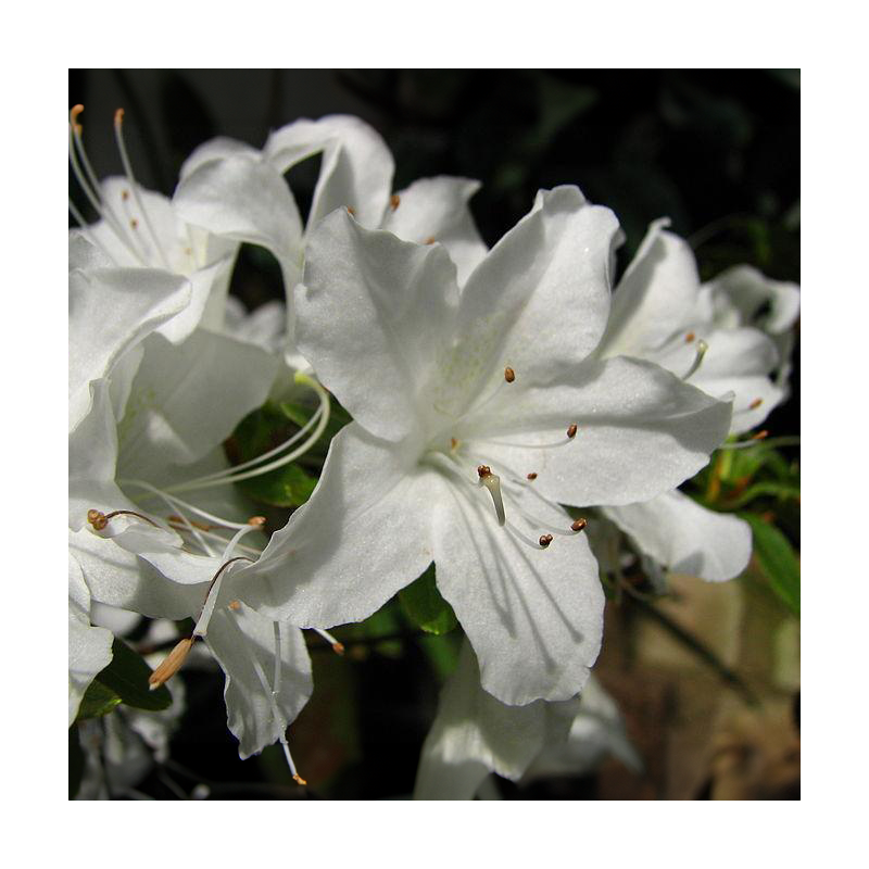 Azalea Japonica Palestrina - Dwarf Japanese Rhododendron-Evergreen