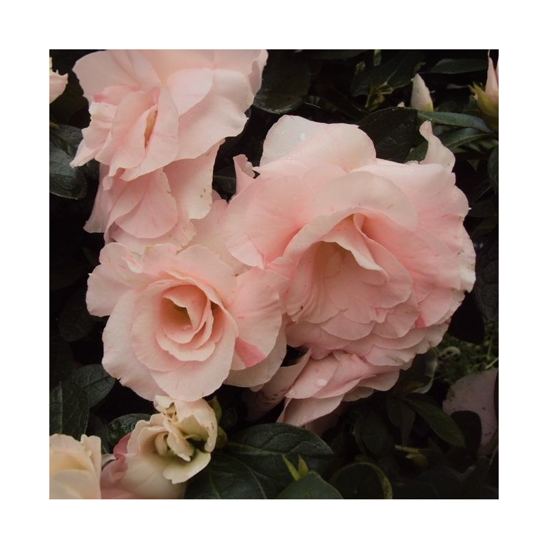 Azalea Japonica Roza - Dwarf Japanese Rhododendron-Evergreen