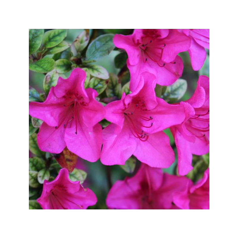 Azalea Japonica Vuyk's Scarlet - Dwarf Japanese Rhododendron-Evergreen