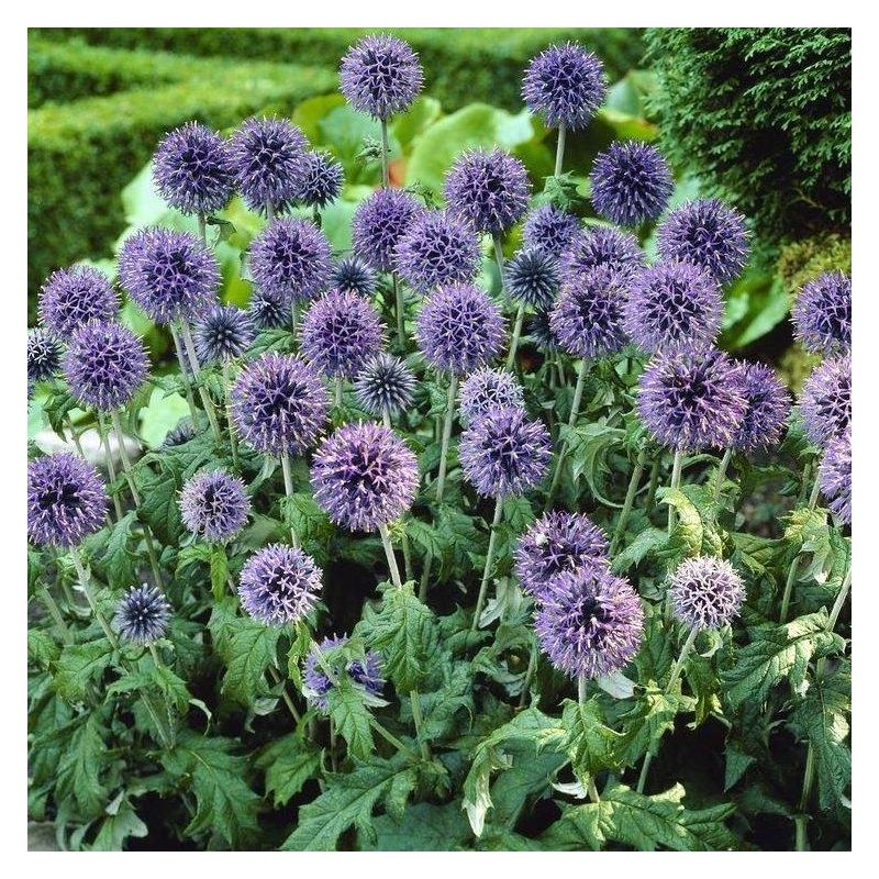 Echinops - Ritro 'Blue Glow' - Globe Thistle