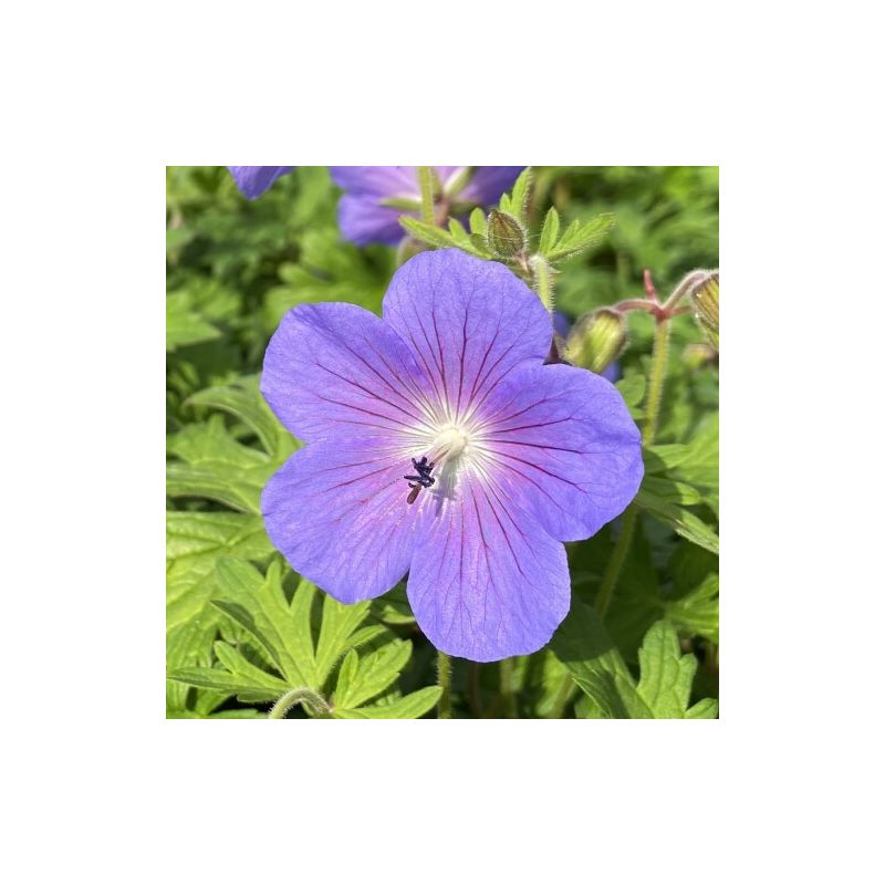 Geranium himalayense 'Baby Blue'