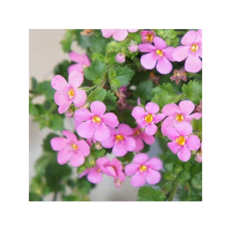 Bacopa Pink - Trailing Basket & Container Plant