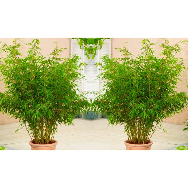Pair of Fargesia -2-3ft tall Clumping Umbrella Fountain Bamboo Plants