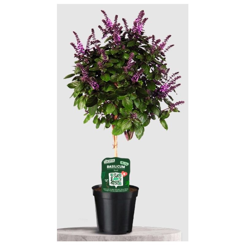 Basil Tree - Fragrant and Colourful - Ocimum basilicum