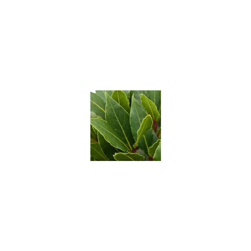 Bay Bush - Laurus nobilis - LARGE - circa 5ft (140-160cms) tall