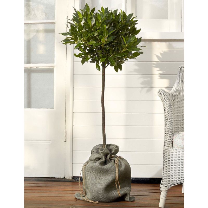 Lollipop Standard Bay Tree - Laurus nobilis - 80cm in in Rustic Jute ...