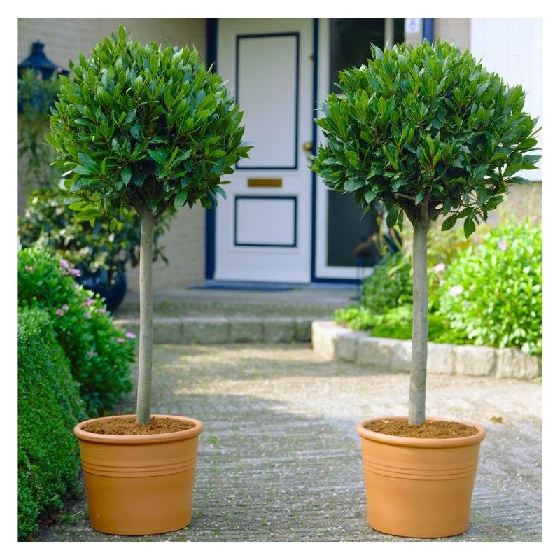 Pair of circa 80cm tall Standard Bay Trees - Laurus nobilis