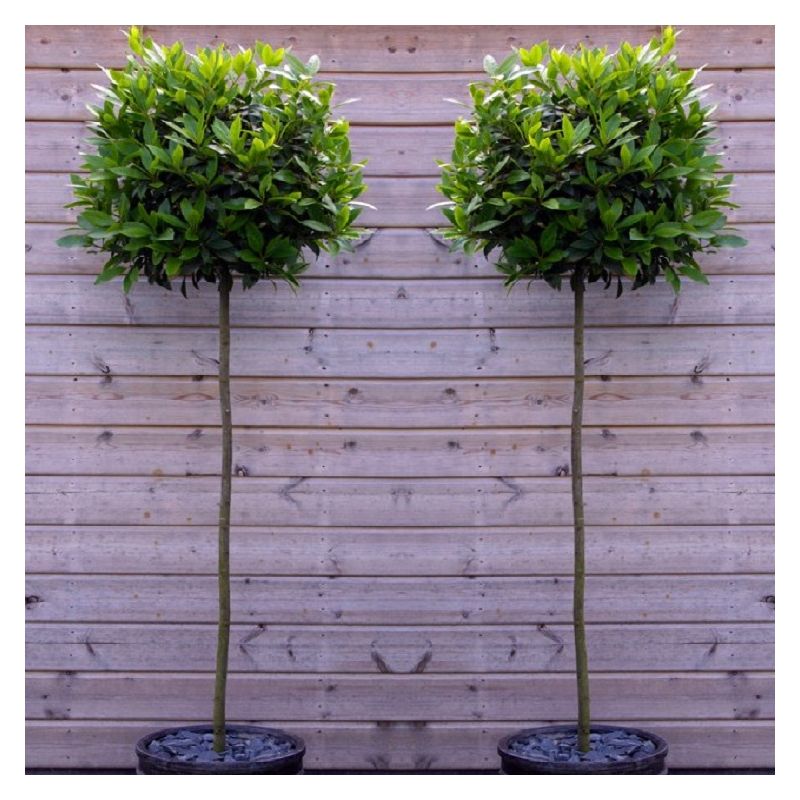 Pair of Premium Quality Extra Large Standard Bay Trees (Laurus nobilis ...