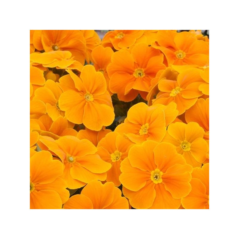 Polyanthus Orange
