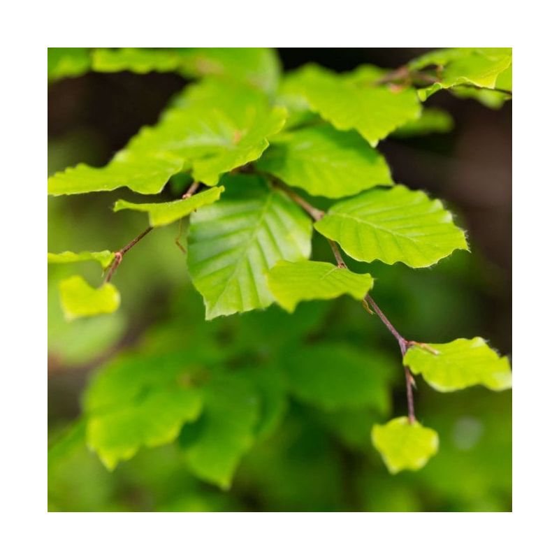 Fagus Sylvatica - Beech - Bare Root Hedging 60-80cm - Pack of 12