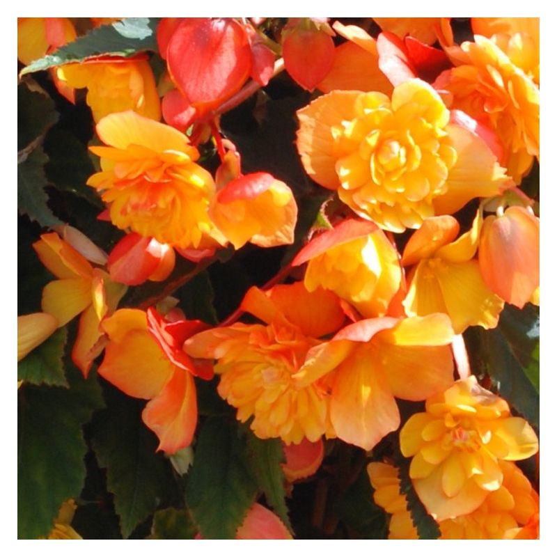 Begonia Fiery Apricot Shades - Illuminating Colour