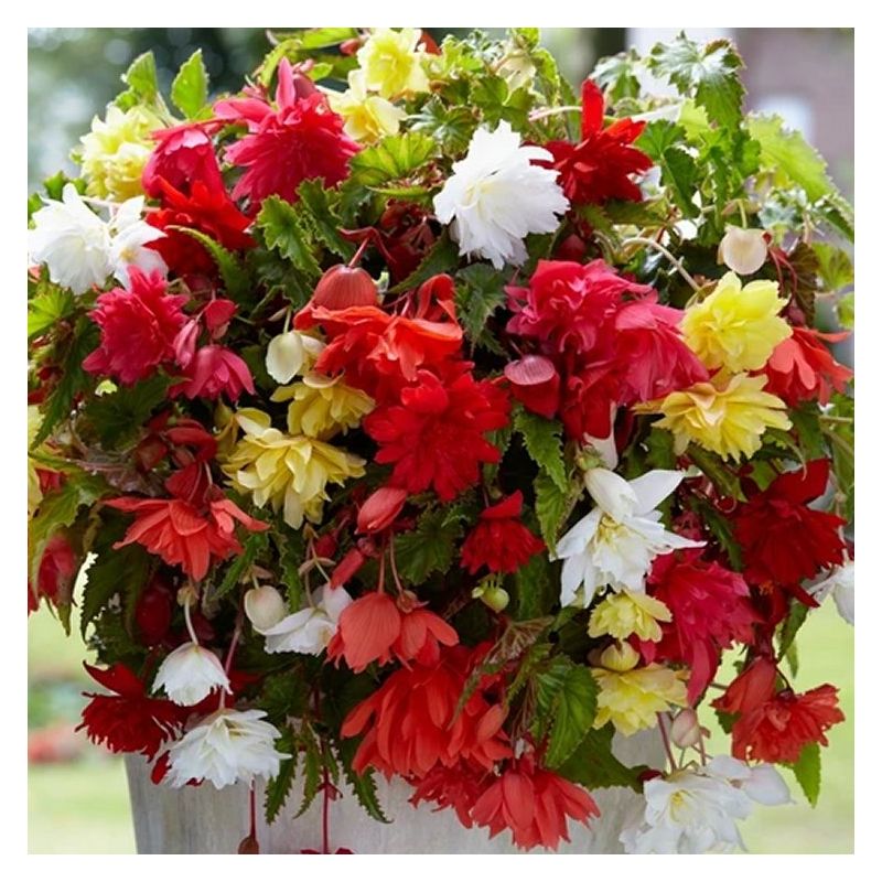 Begonia Pendula Mixed - Pack of TEN