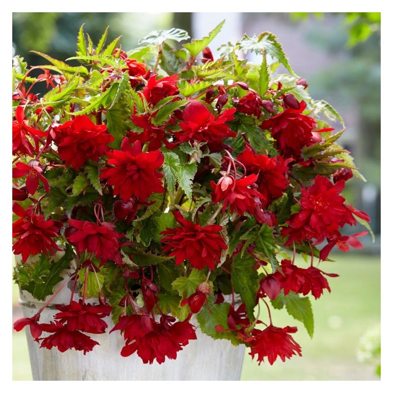 Begonia pendula Red - Perfect for Tubs and Baskets