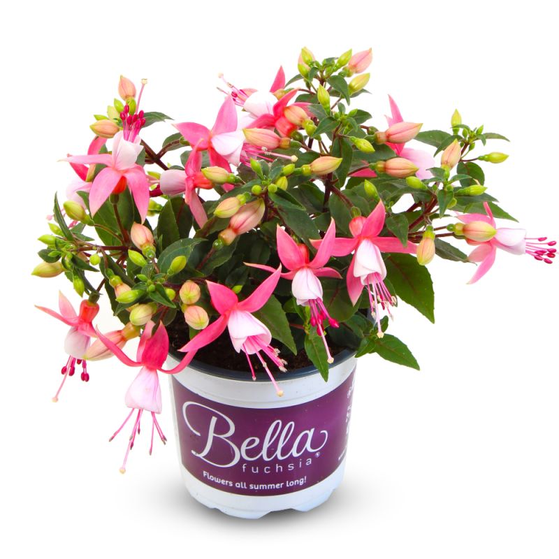 Fuchsia Bush Pink & White 'Bella Lisa'