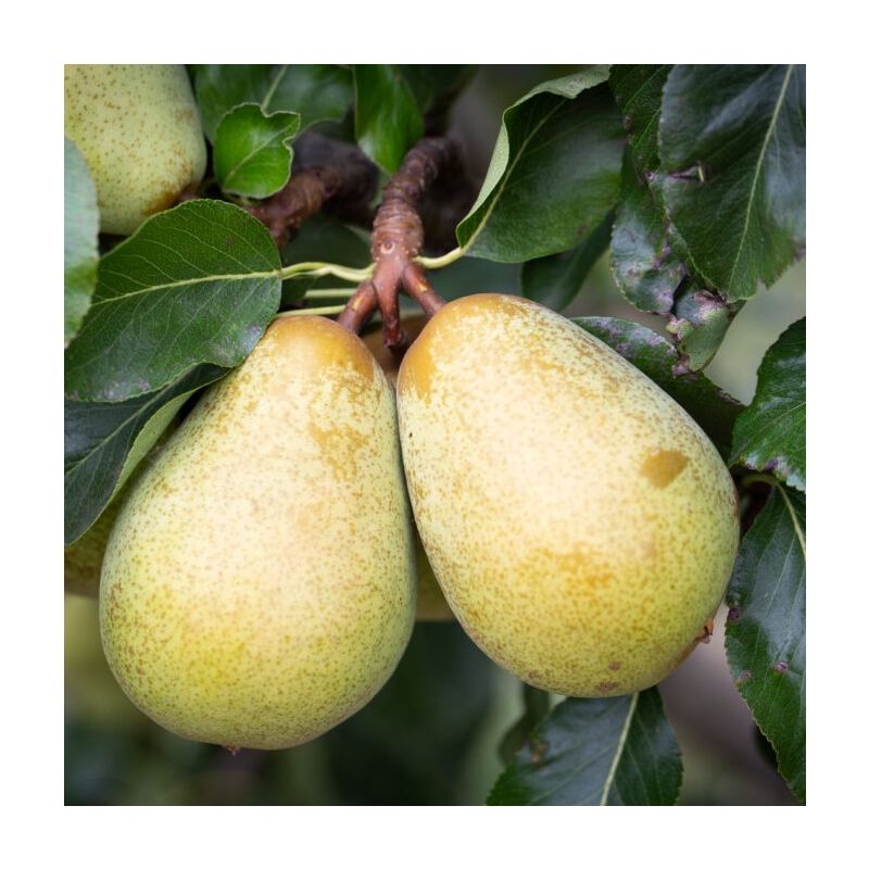 Pear Tree - Beth