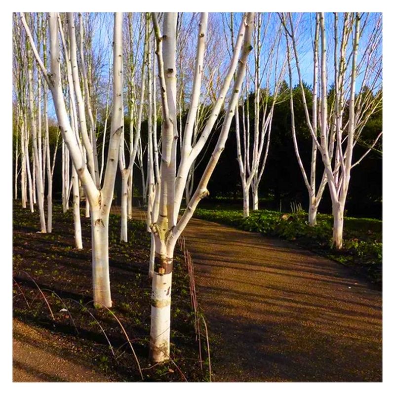 Betula utilis 'Snow Queen' - Himalayan Birch - 250-300cm Tall