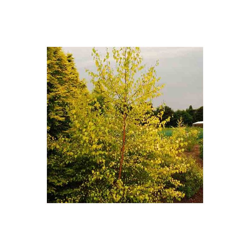 Betula pendula Golden Cloud - Birch Tree - circa 150cm tall Young Tree