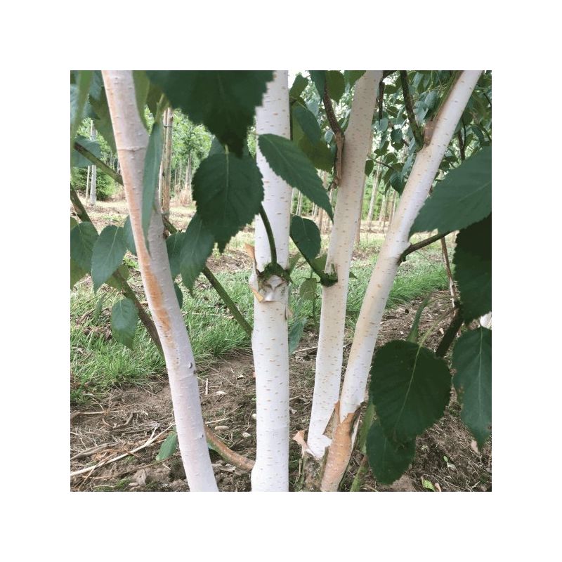 Multi-Stem West Himalayan Birch Tree - Betula utilis jacquemontii ...