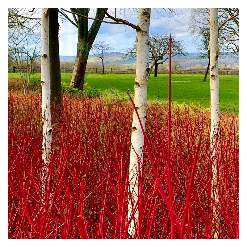 Betula utilis jacquemontii - West Himalayan Birch 150-180cm - THREE Trees