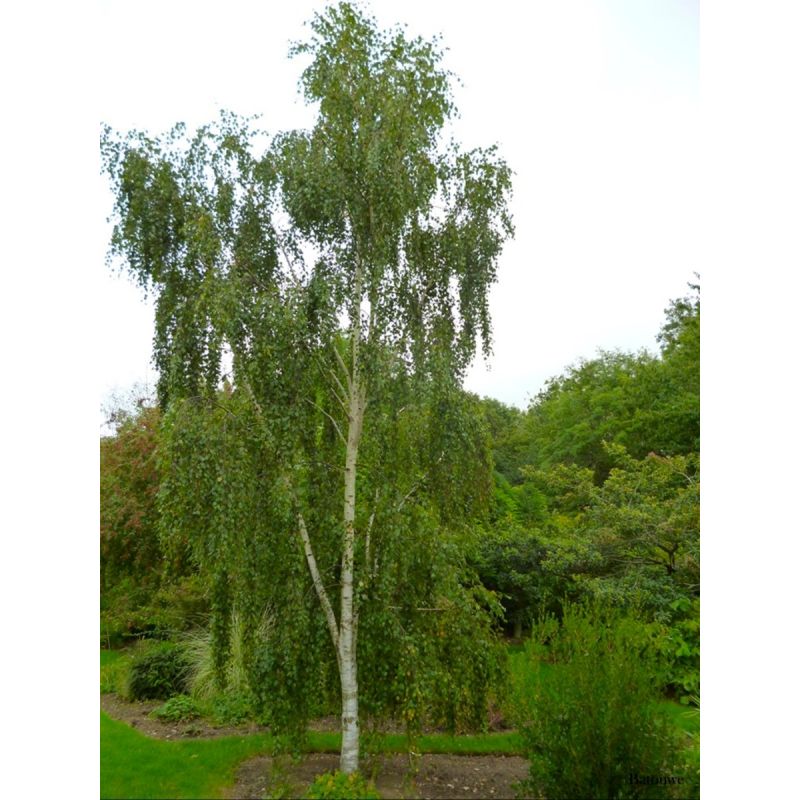 Betula pendula Tristis - Weeping Silver Birch Tree - 180-220cm tall ...