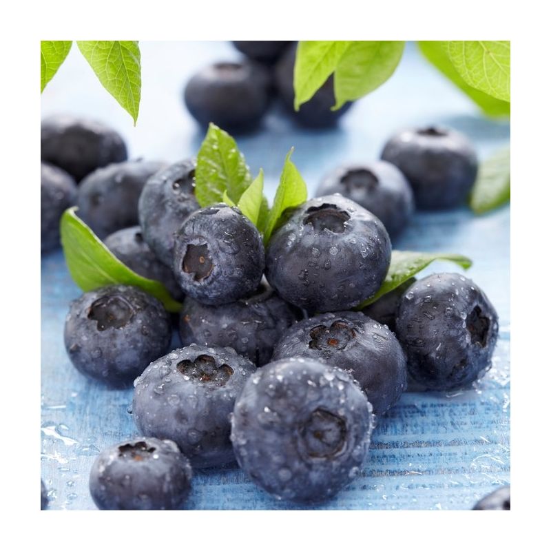 Blueberry - Bluecrop