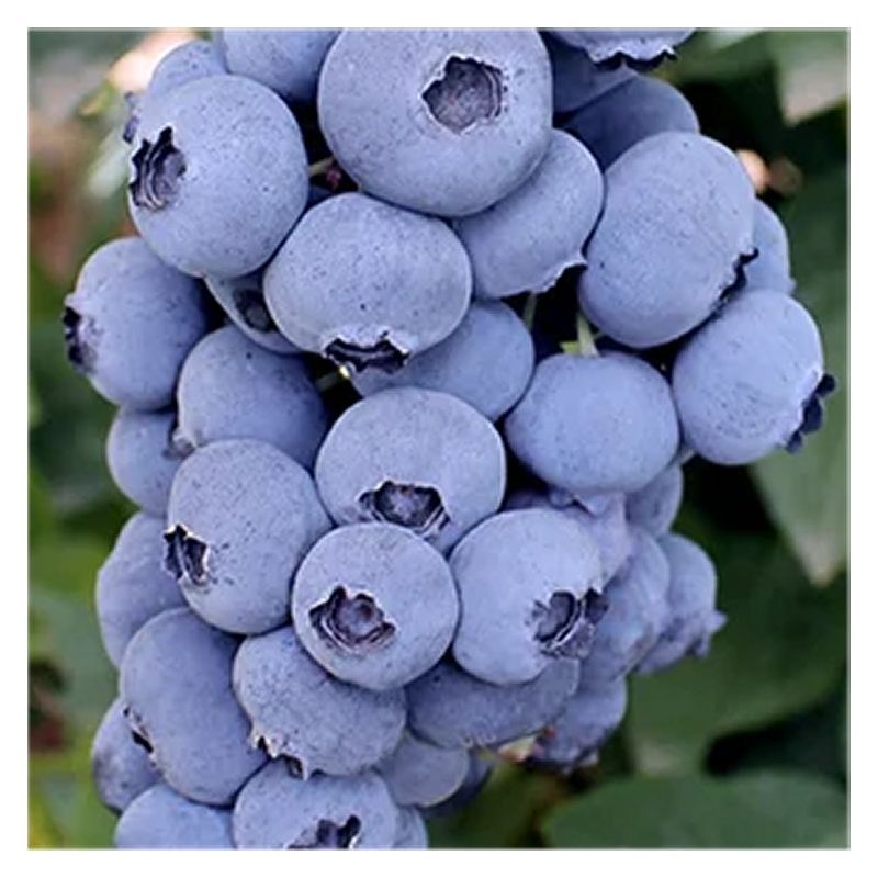 GIANT Blueberry - TITANIUM - Vaccinium corybosum