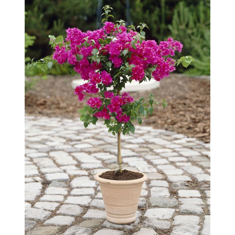 Bougainvillea Patio Tree - In Bud & Bloom
