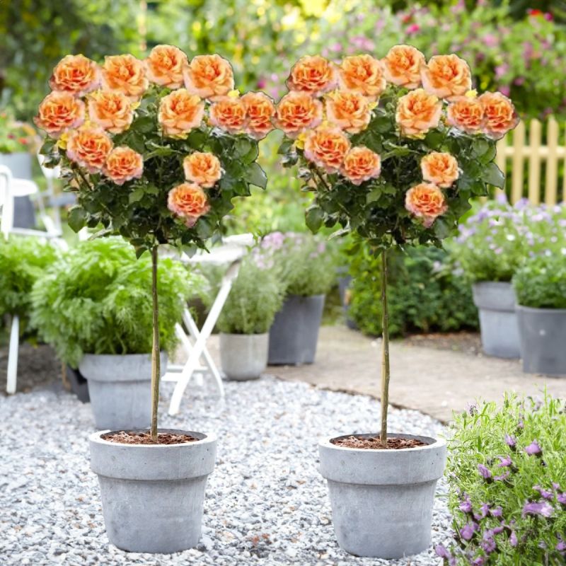 PAIR of LARGE Standard Rose Tree - Pacific