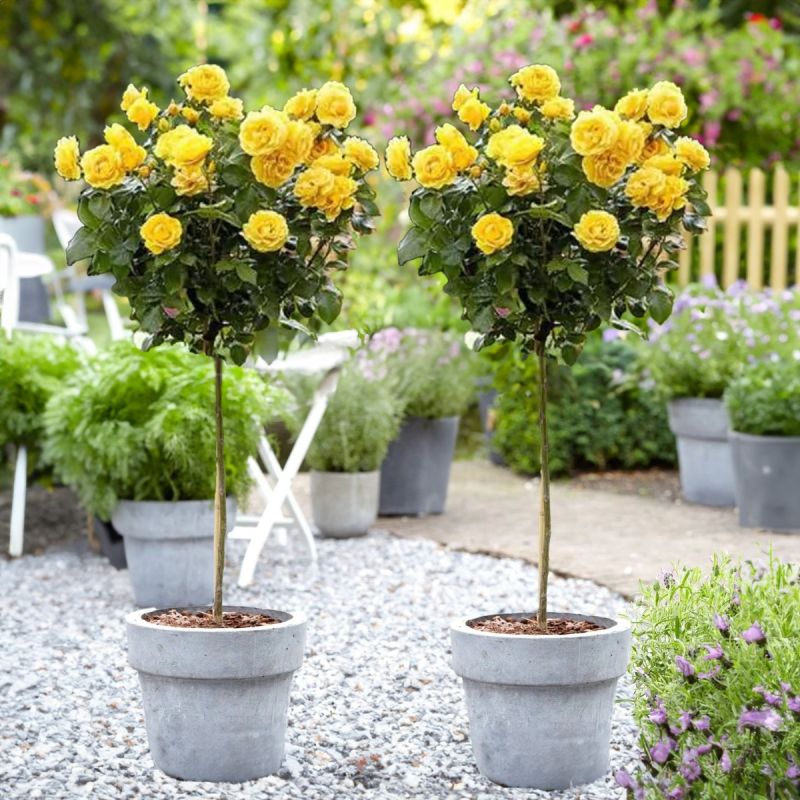 Large Standard Yellow Rose Tree