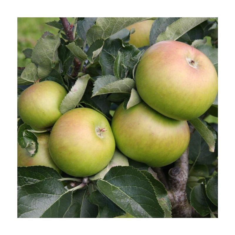 Apple Tree - Bramley's 20 (MM106)