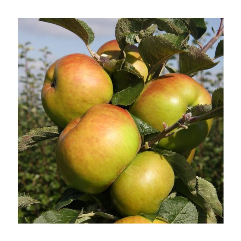 Apple Tree - Bramley's Seedling Bush (MM106) - 150-170cm Tall