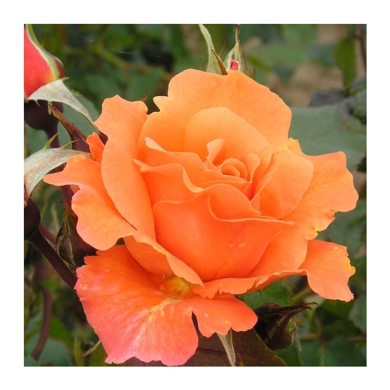 Rose 'Bright Future' - Climbing Rose